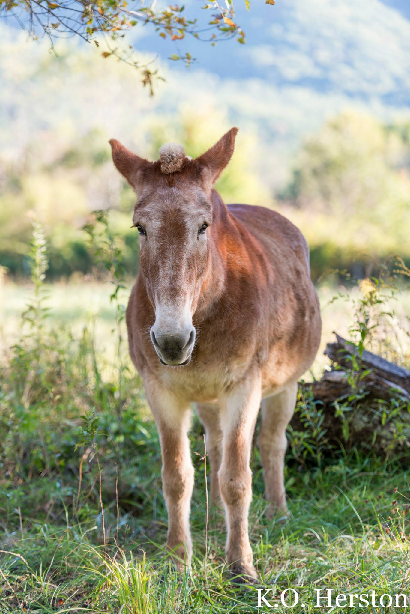Photo of the Week: “Mohawk” the Donkey | Herston on Tennessee Family Law