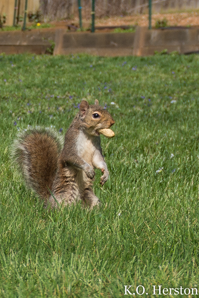 Photo of the Week: Just a Squirrel Trying to Get a Nut | Herston on ...