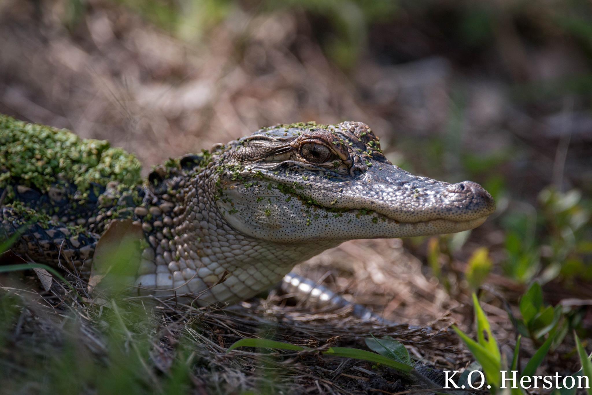 Photo of the Week: Gator for Gator Week (Tennessee vs. Florida ...