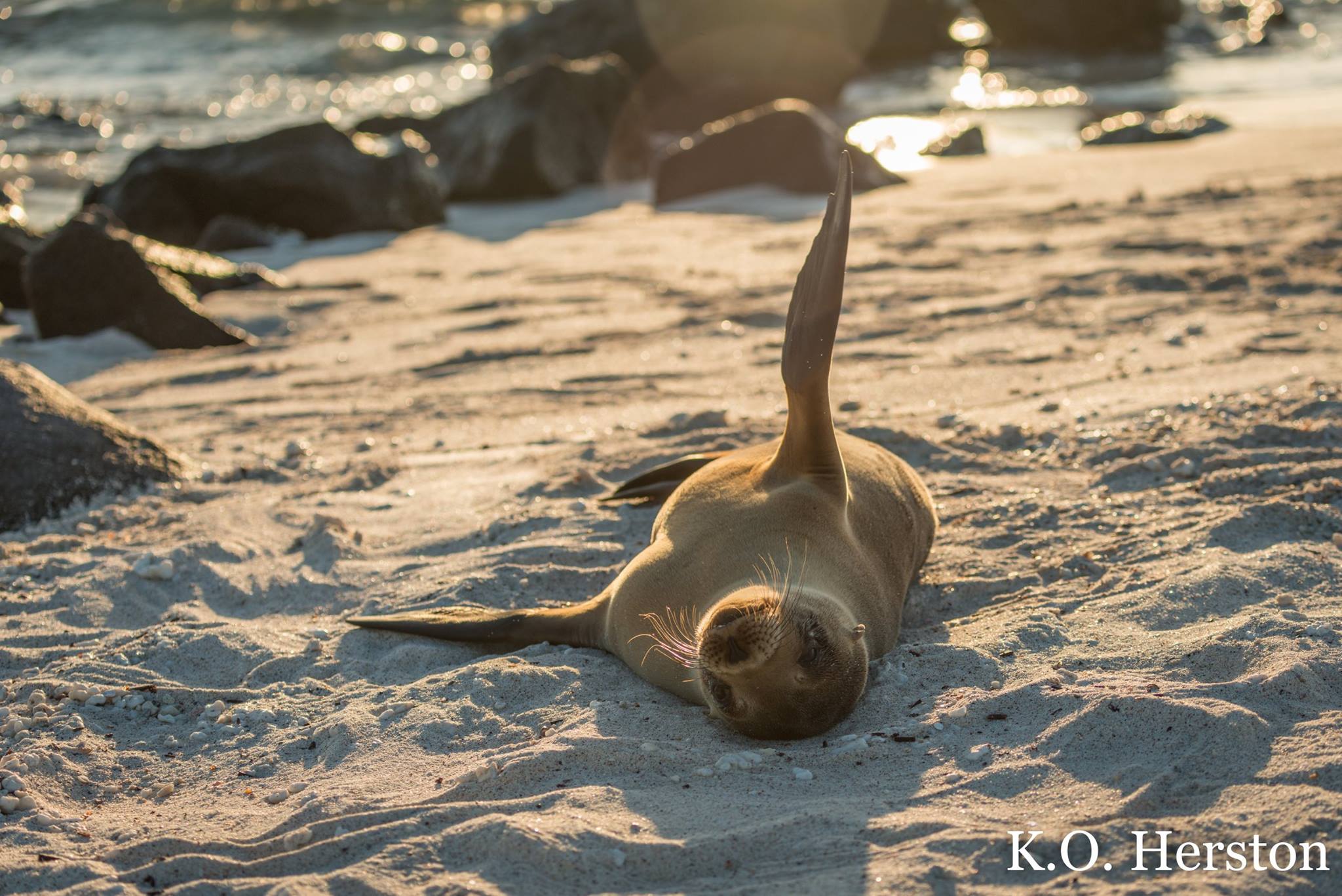 Photo of the Week: Sea Lion Waves Goodbye | Herston on Tennessee Family Law