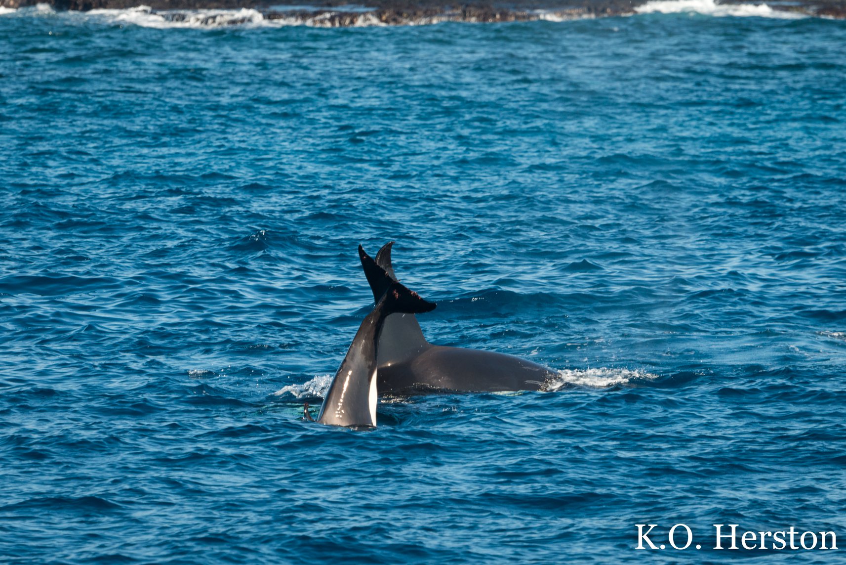 Photo of the Week: Orca Training, Part 4 | Herston on Tennessee Family Law