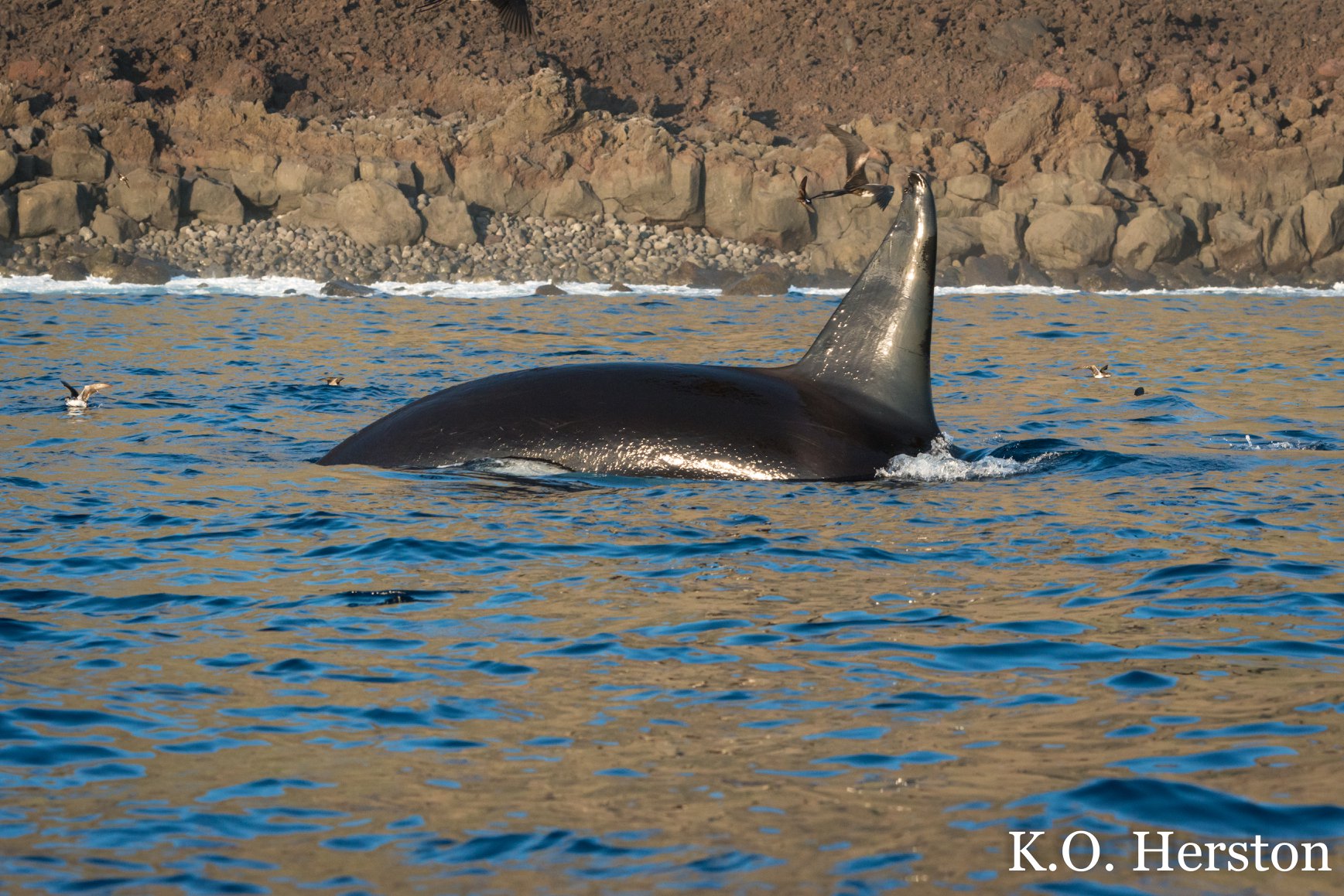 Photo of the Week: Orca Surfacing Again | Herston on Tennessee Family Law