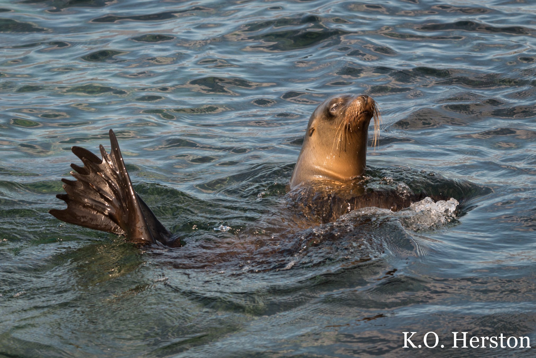 Photo of the Week: Sea Lion Flipper | Herston on Tennessee Family Law